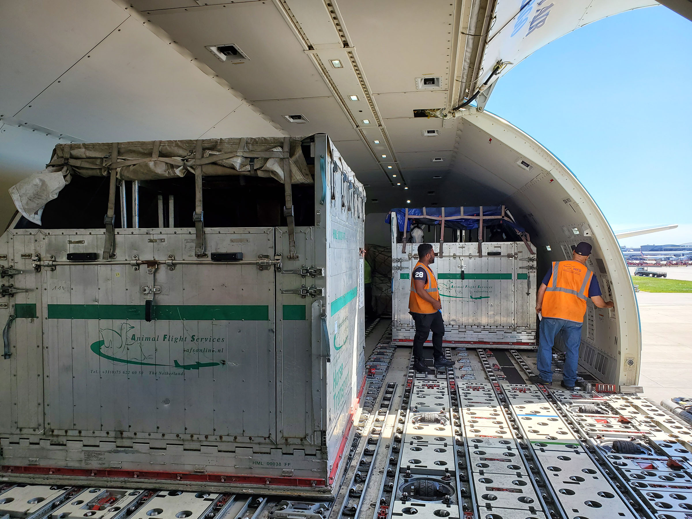 How Does a Horse Travel Within an Aircraft? - Alex Nichols Agency