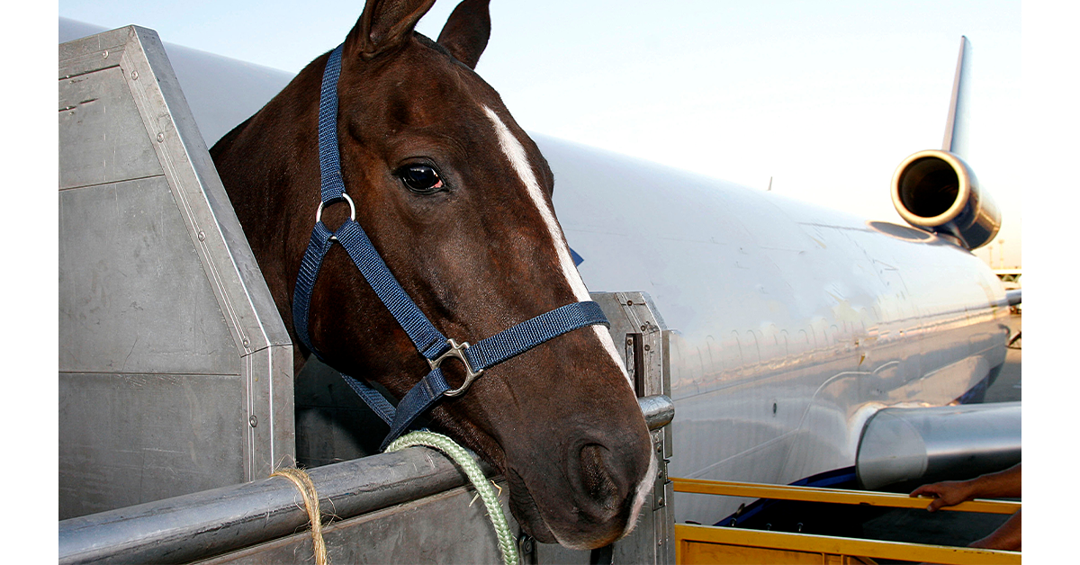 In the Lap of Luxury: Exploring the Elite Standards of Horse ...