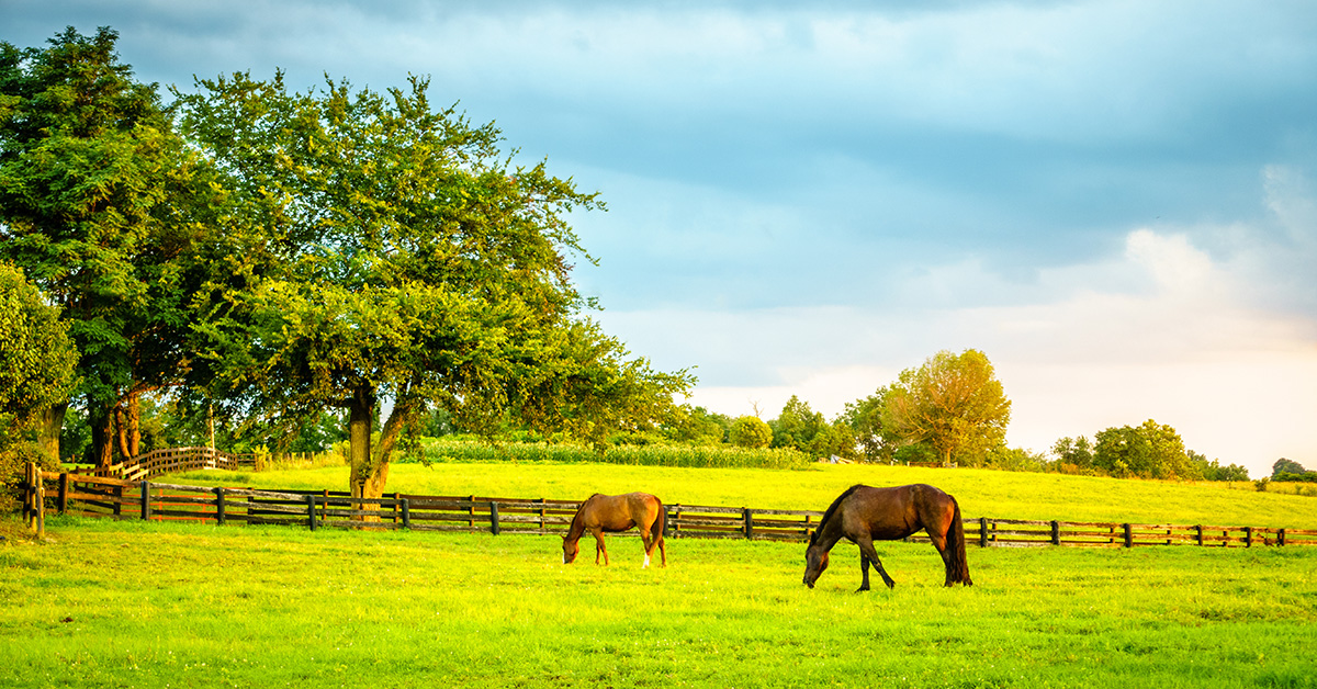 The Benefits of Local Horse Transportation by Air - Alex Nichols Agency